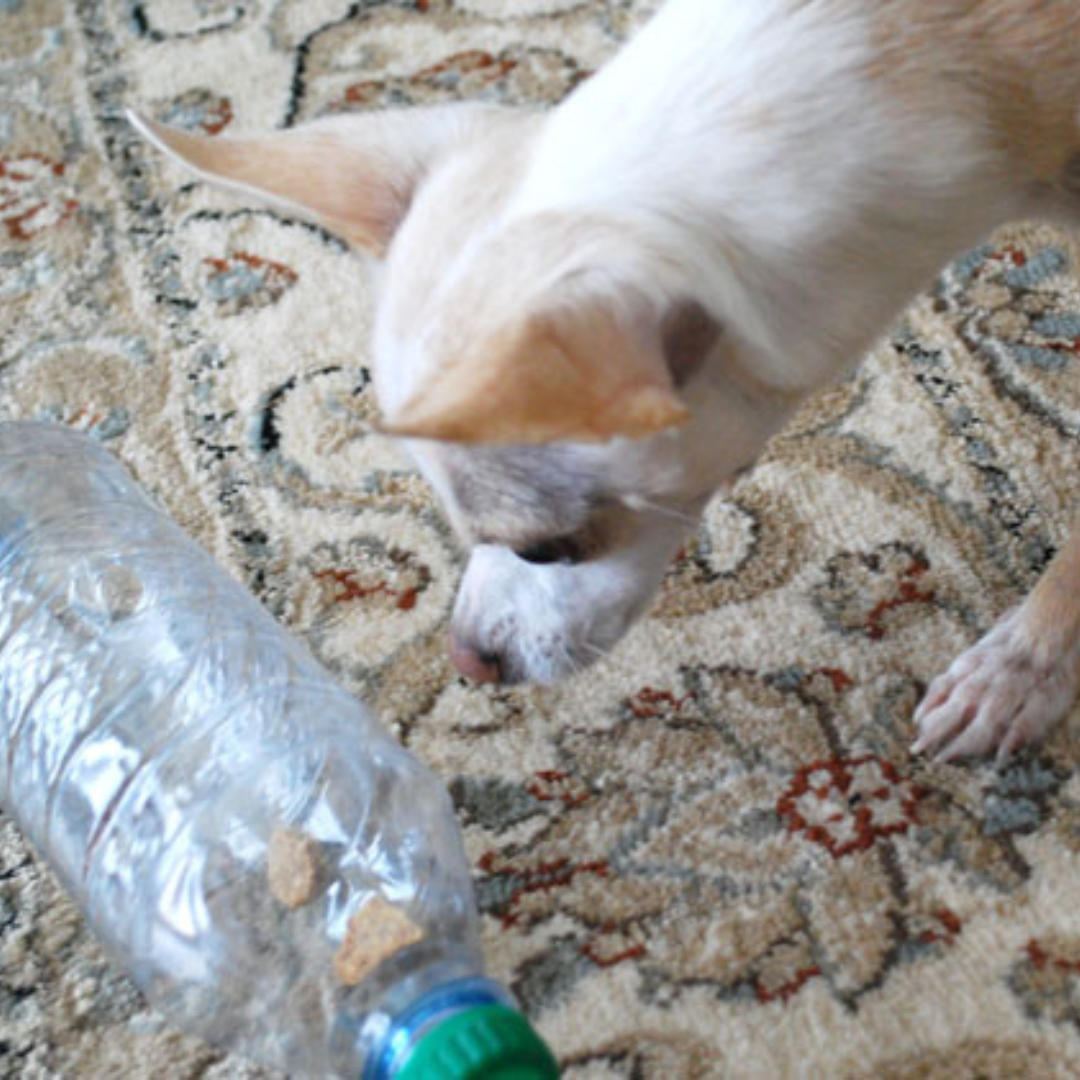 DIY Dog Toys - One Crazy Mom